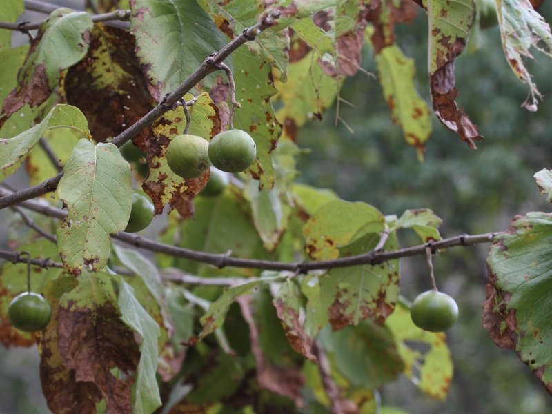 The Complete List of Fruits of Namibia - Flora Fauna Fun
