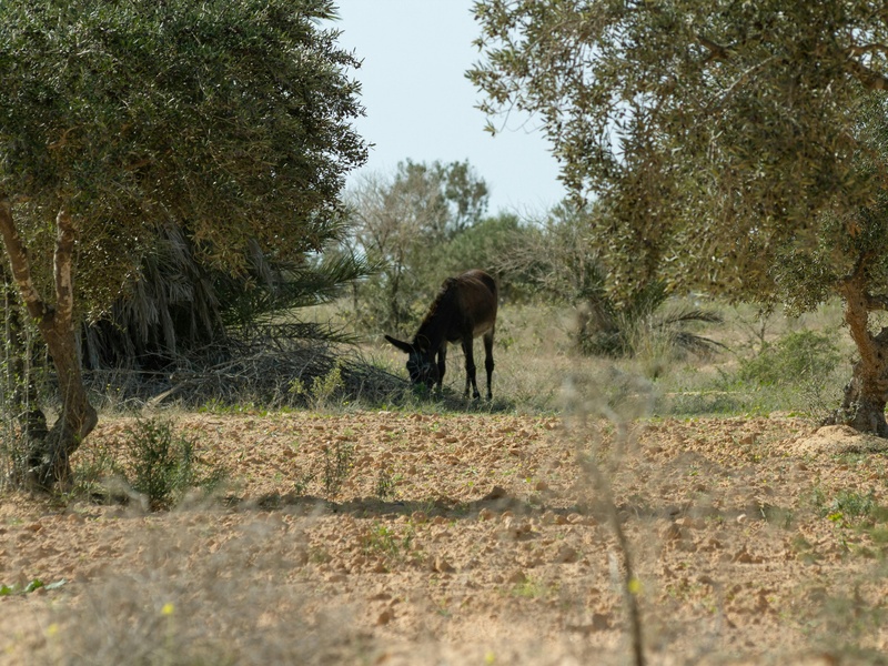 Trees Of Kenya: The Complete List - Flora Fauna Fun