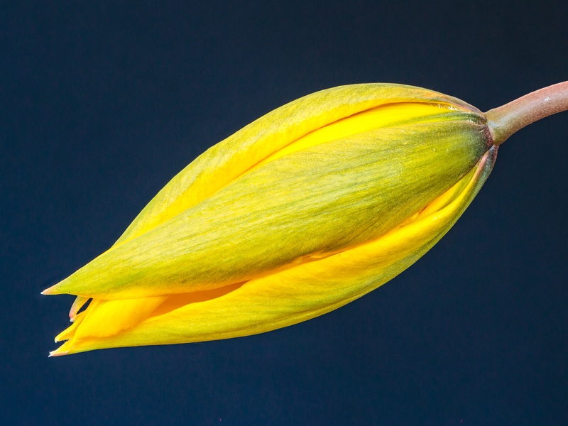 List of Flowers of Egypt - Flora Fauna Fun
