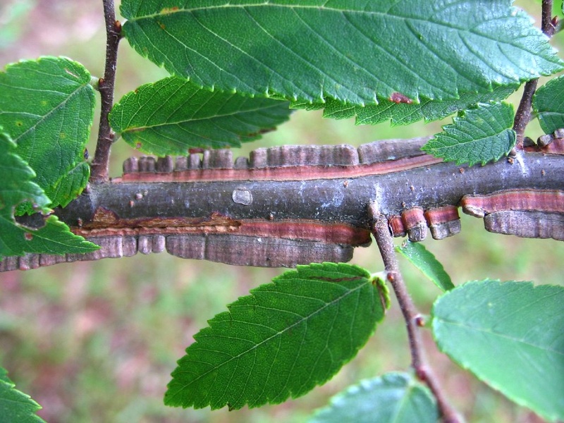 Trees of Georgia: The Complete List - Flora Fauna Fun