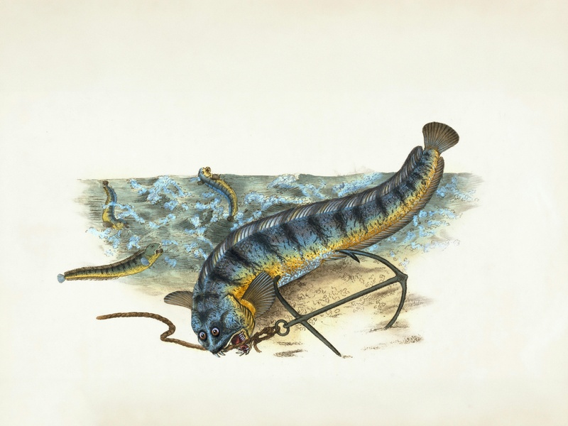 List of Fish Of Brazil - Flora Fauna Fun