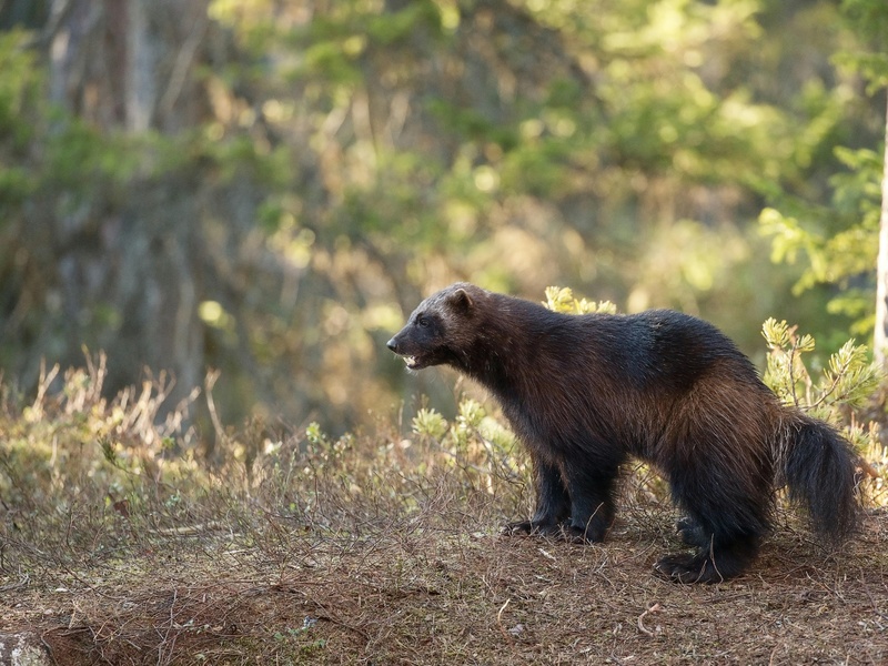 List of Animals of Finland - Flora Fauna Fun