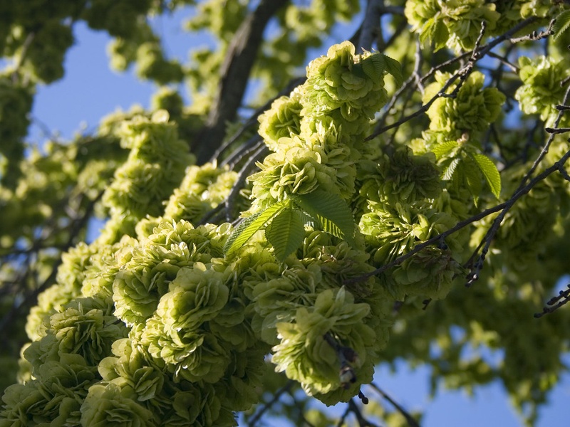 Austria's Native Plants: The Complete List - Flora Fauna Fun