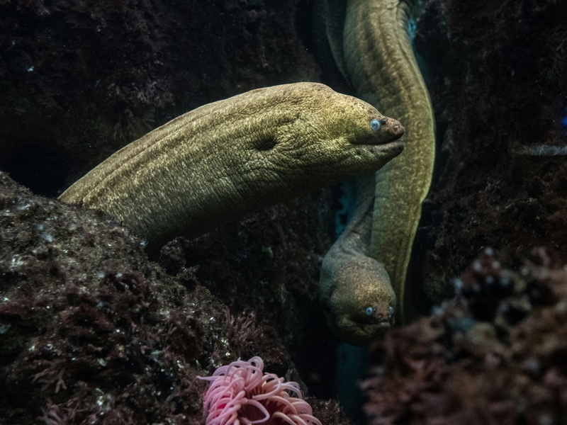 List of Purple Snakes - Flora Fauna Fun