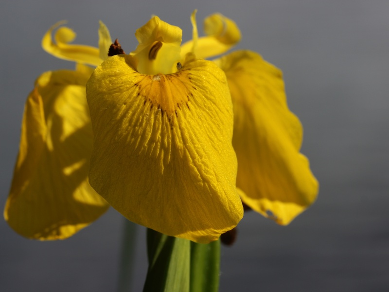 Invasive Species in Washington: The Complete List - Flora Fauna Fun