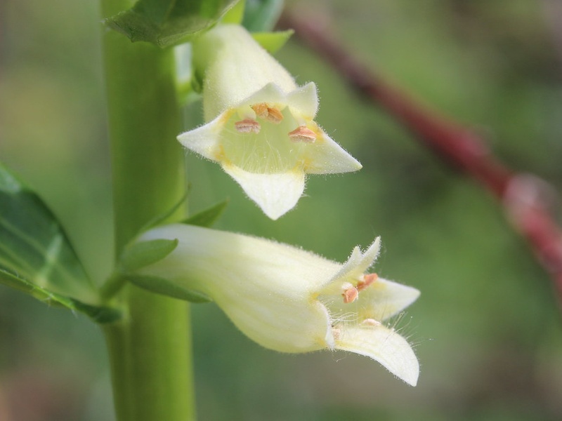 Austria's Native Plants: The Complete List - Flora Fauna Fun