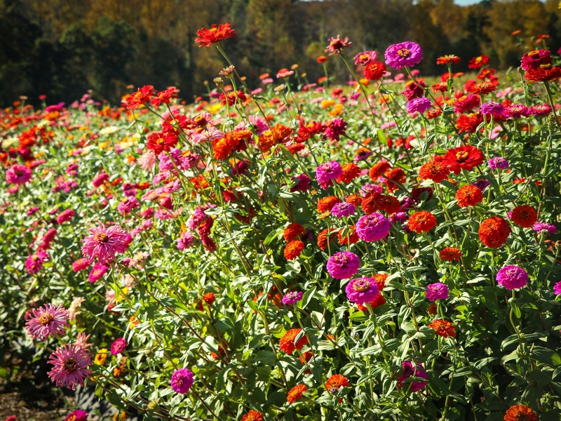 Flowers of Haiti: The Complete List - Flora Fauna Fun