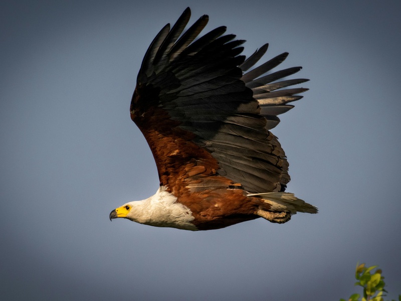 List of Togo's Native Animals - Flora Fauna Fun