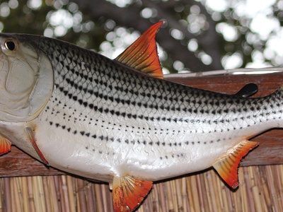 Fish of Kenya: The Complete List - Flora Fauna Fun