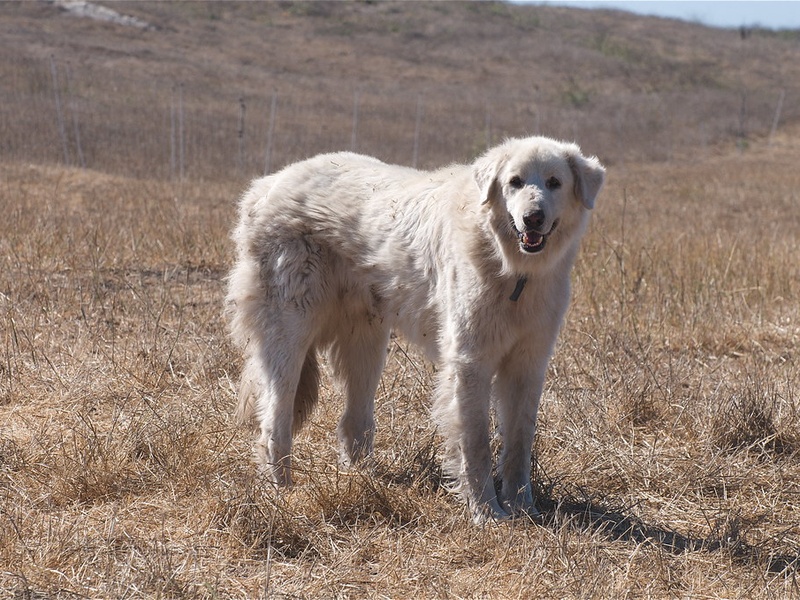 Rare Large Dog Breeds: The Complete List - Flora Fauna Fun