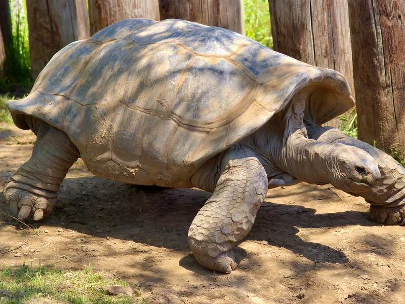Animals of Mauritius: The Complete List - Flora Fauna Fun
