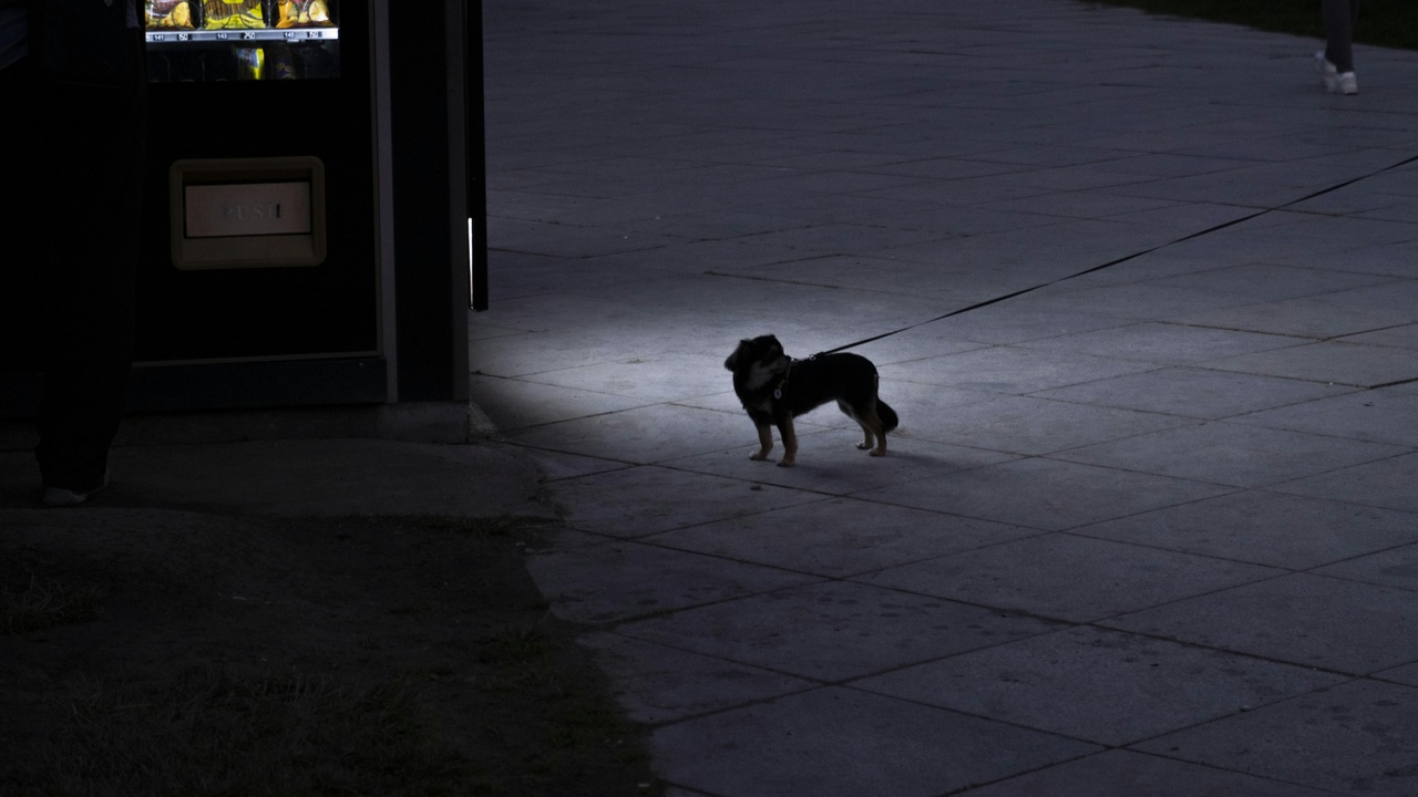 Top 10 Dog Breeds for Night Shift Workers - Flora Fauna Fun