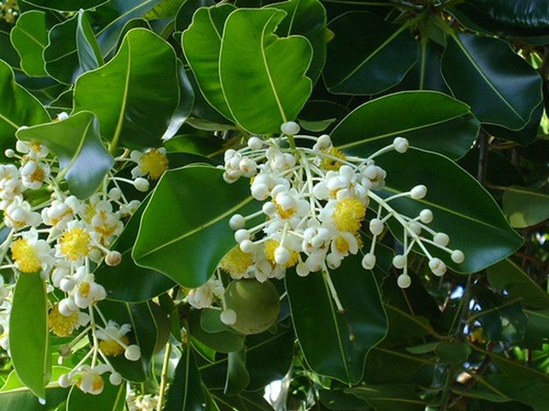 The Complete List of Trees of Barbados - Flora Fauna Fun