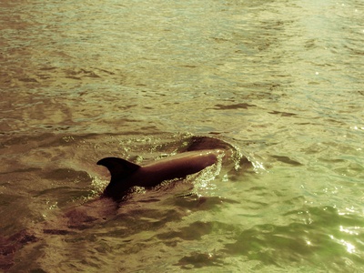 List of Dangerous Pink Animals - Flora Fauna Fun