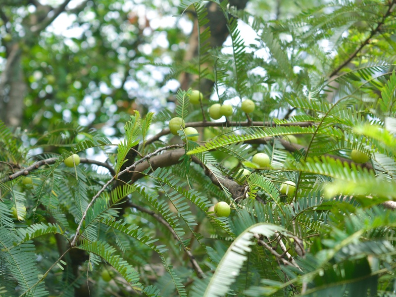 List of Trees of Nepal - Flora Fauna Fun