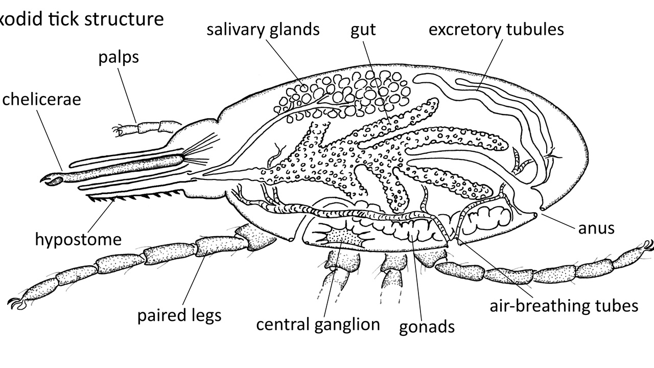 10 Characteristics of a Tick - Flora Fauna Fun