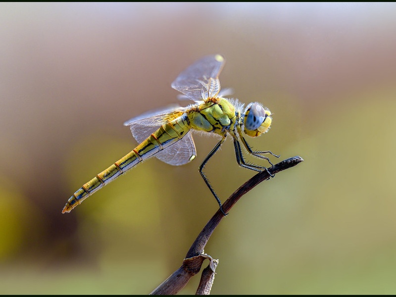 List of Cambodia's Native Plants - Flora Fauna Fun