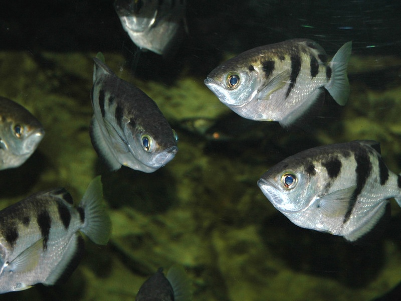 Fish of Thailand: The Complete List - Flora Fauna Fun