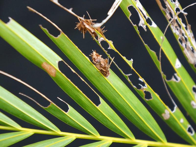 List of Myanmar Native Plants - Flora Fauna Fun