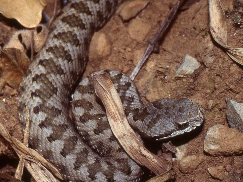 Dangerous Animals in Spain: The Complete List - Flora Fauna Fun