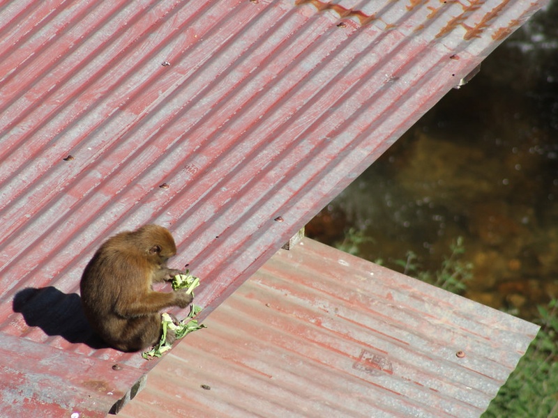 Types of Monkeys in India: The Complete List - Flora Fauna Fun