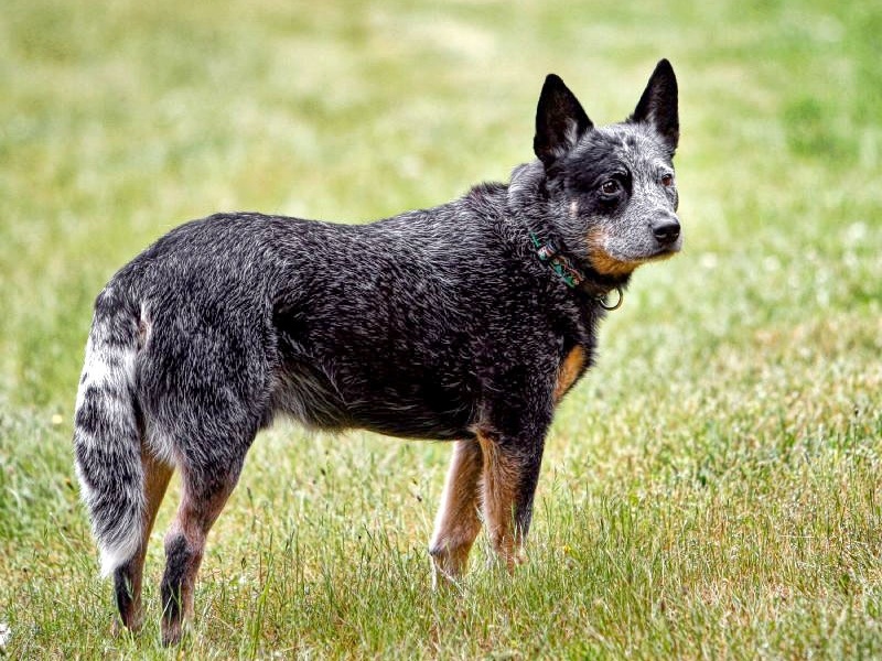 The Complete List of Orange Dog Breeds - Flora Fauna Fun