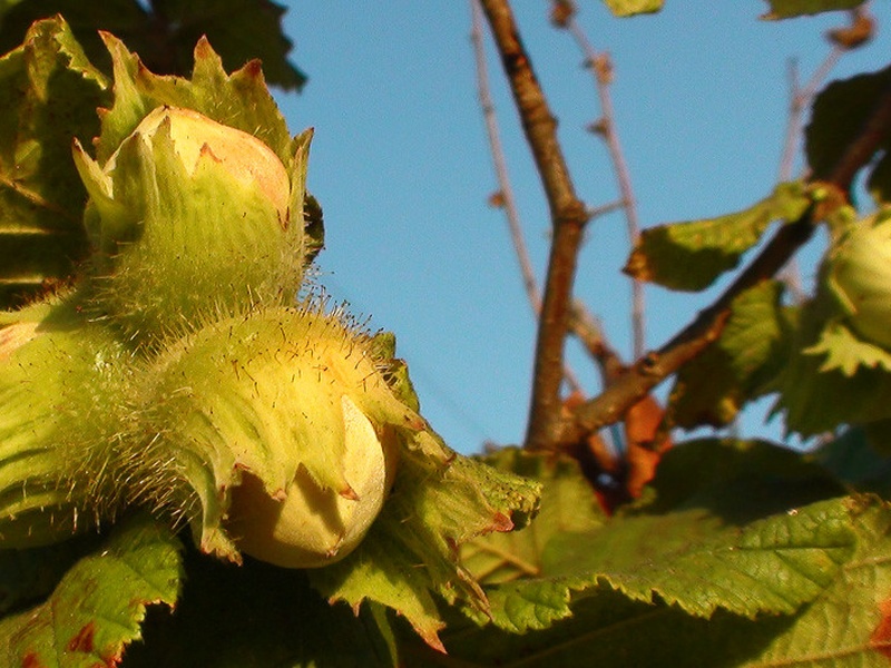 List of Chile's Native Plants - Flora Fauna Fun