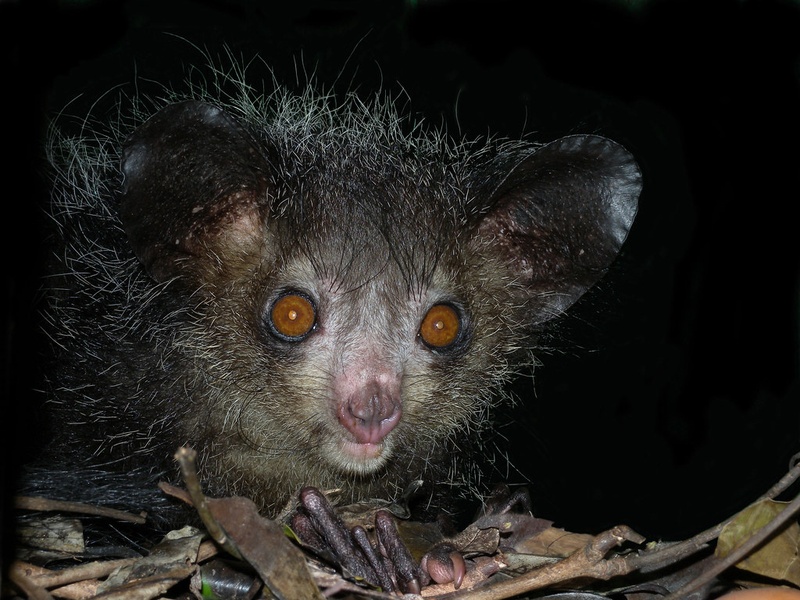 Animals Only Found in Madagascar: The Complete List - Flora Fauna Fun