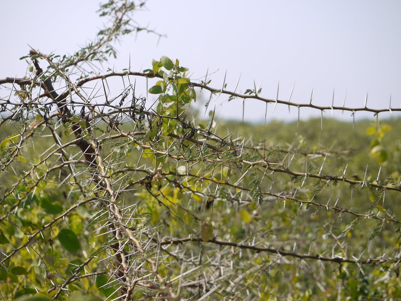 List of Savanna Plants - Flora Fauna Fun