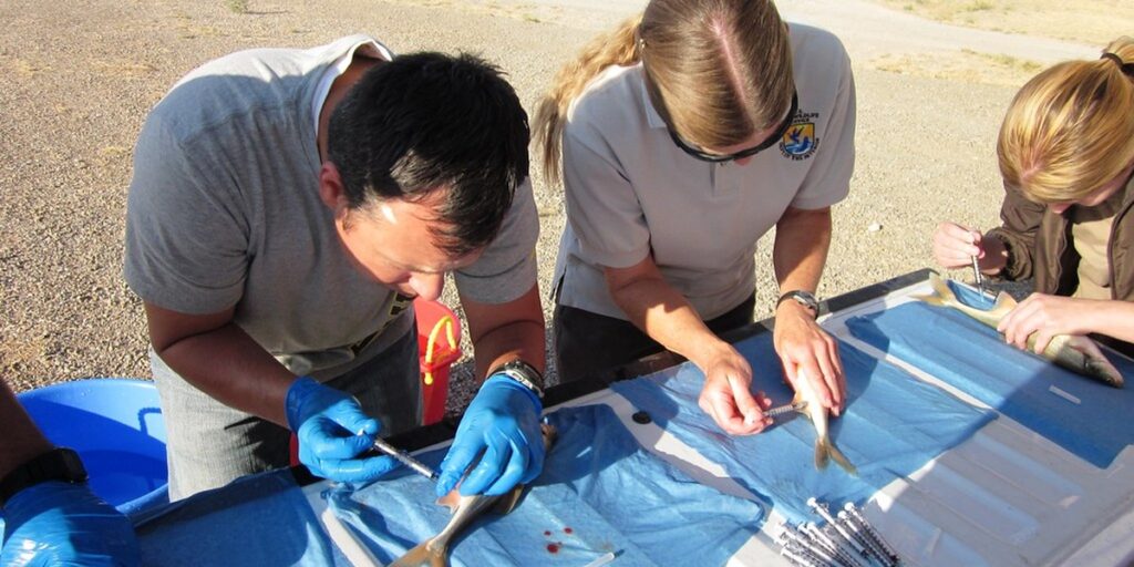 Endangered Species in Utah: The Complete List - Flora Fauna Fun