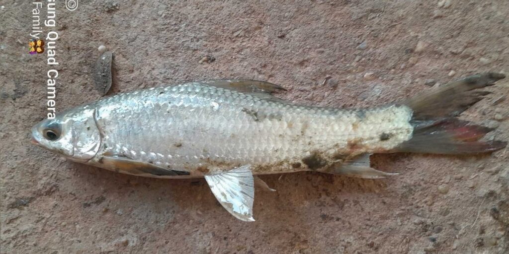 Fish of Bangladesh: The Complete List - Flora Fauna Fun