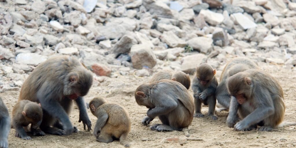 Types of Monkeys in India: The Complete List - Flora Fauna Fun