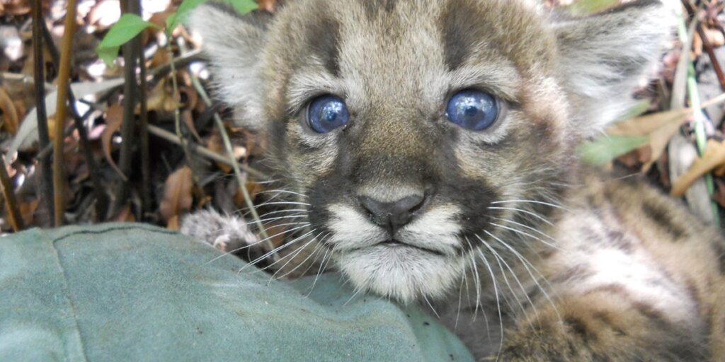 Endangered Species in the Everglades: The Complete List - Flora Fauna Fun