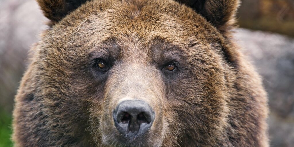 The Complete List of Mammals of Romania - Flora Fauna Fun