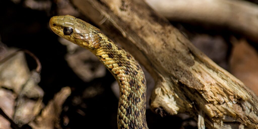 ContinentReptiles Archives - Flora Fauna Fun