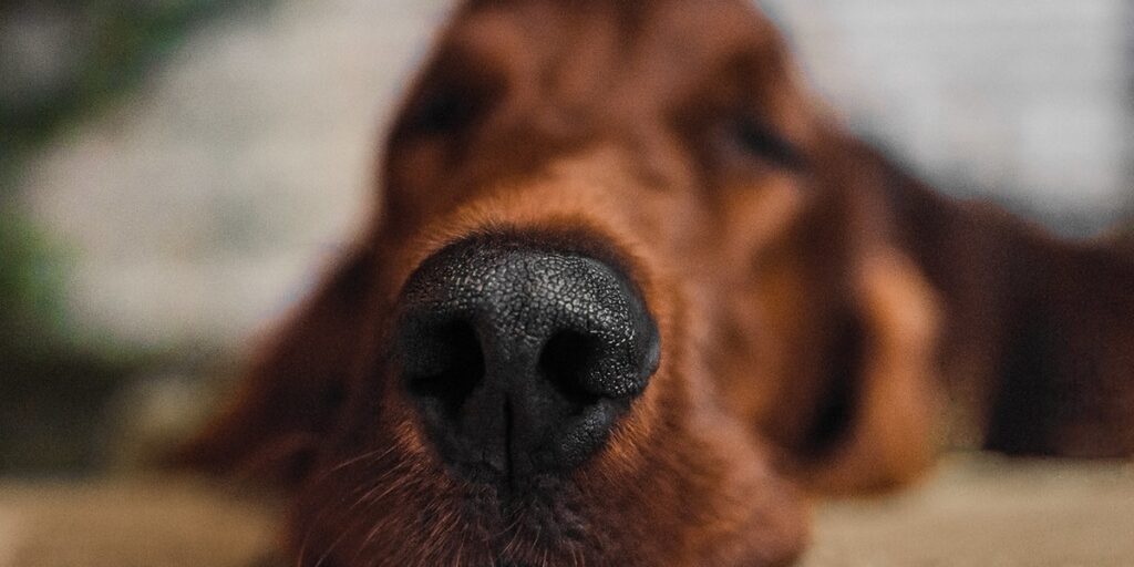 The Complete List of Orange Dog Breeds - Flora Fauna Fun