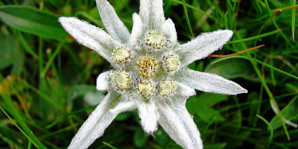 Flowers of Austria: The Complete List - Flora Fauna Fun