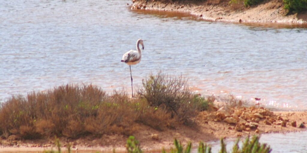 Birds of Qatar: The Complete List - Flora Fauna Fun