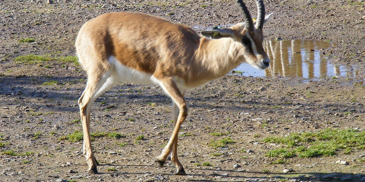 Palestine's Native Animals: The Complete List - Flora Fauna Fun