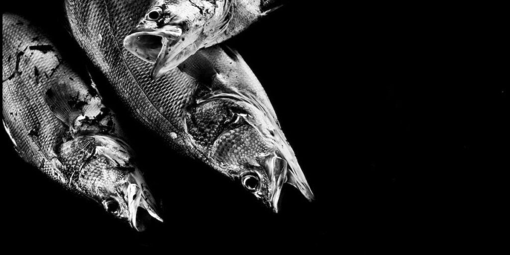 Fish of Kenya: The Complete List - Flora Fauna Fun