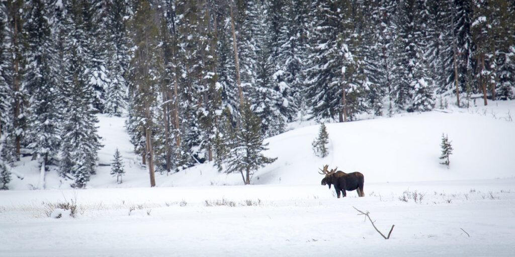 Animals of Canada - Flora Fauna Fun