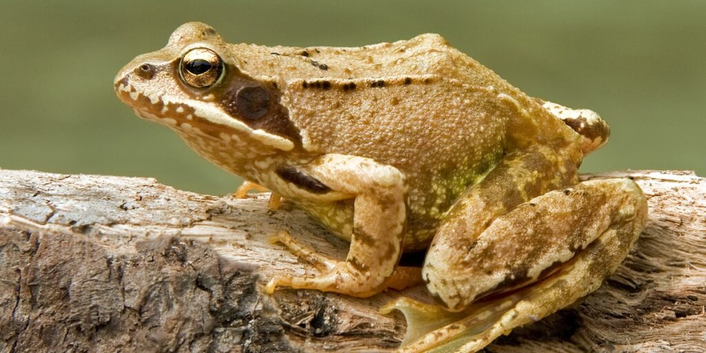 European Amphibians Archives - Flora Fauna Fun