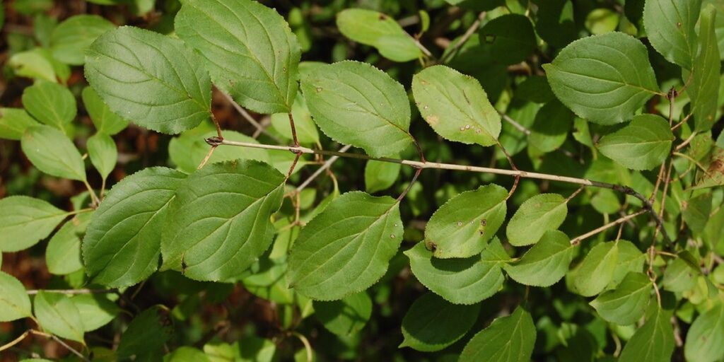 Invasive Species in Wisconsin: The Complete List - Flora Fauna Fun