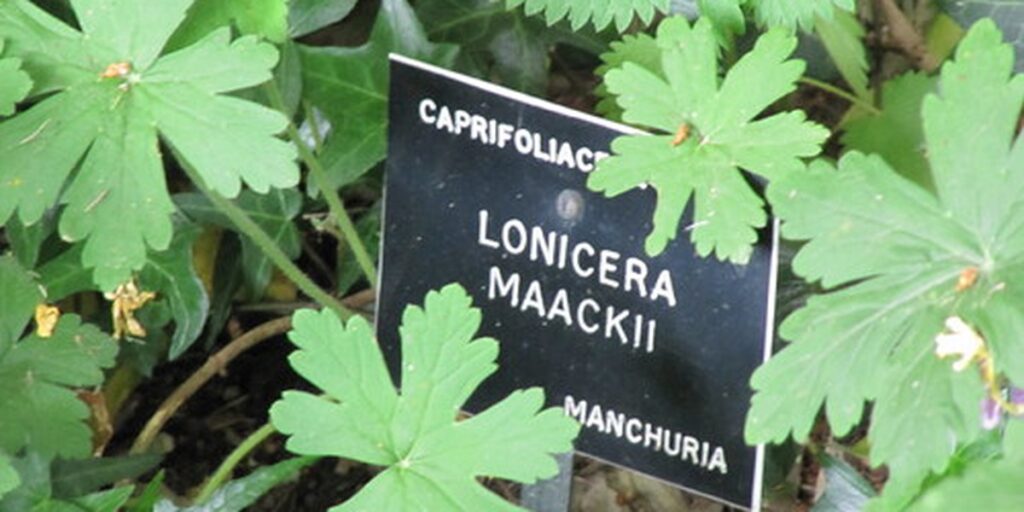 Invasive Species in Kansas City: The Complete List - Flora Fauna Fun