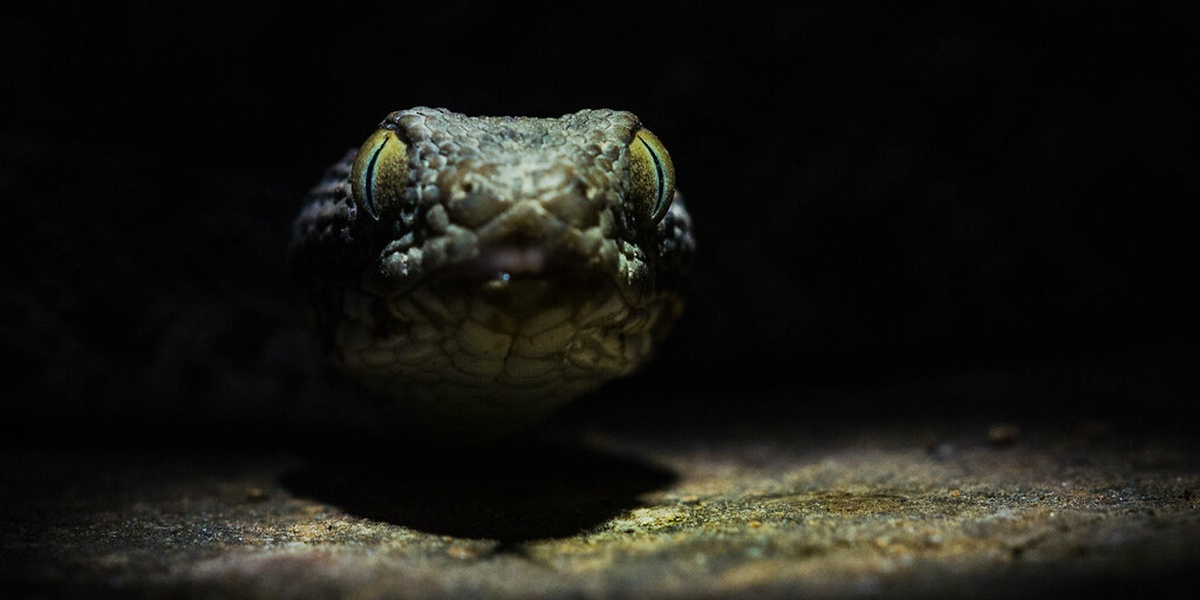 Dangerous Animals in Saudi Arabia: The Complete List - Flora Fauna Fun