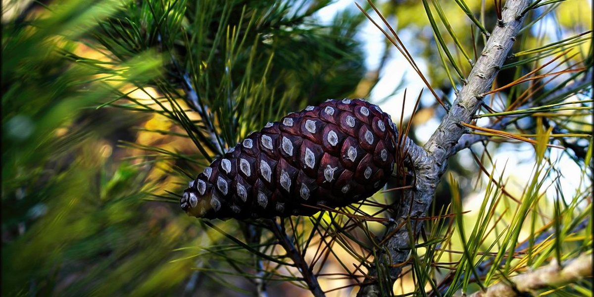 List of Israel's Native Plants - Flora Fauna Fun