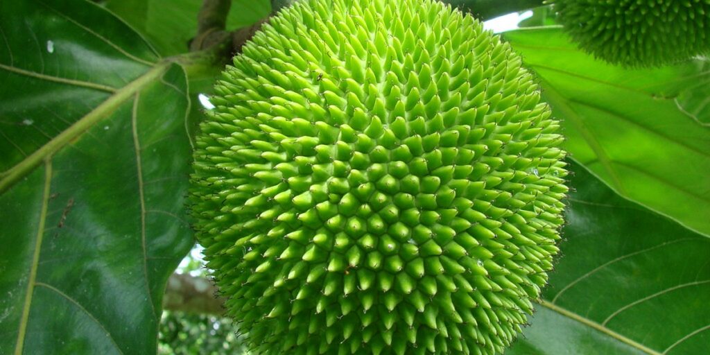 Plants Of Grenada: The Complete List - Flora Fauna Fun