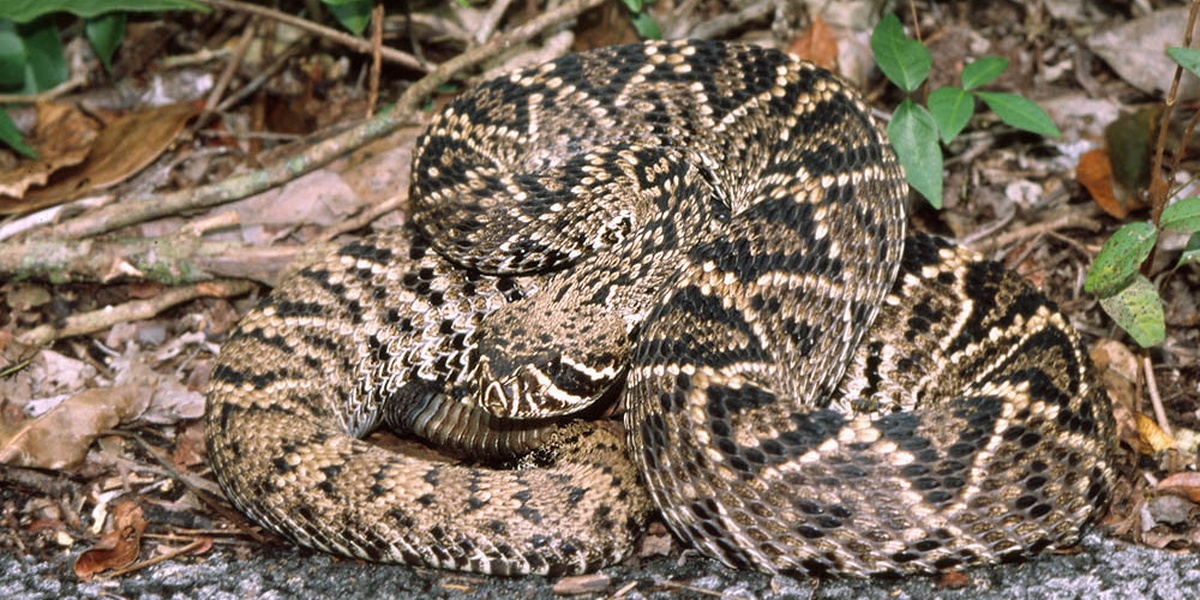 Dangerous Animals in Georgia: The Complete List - Flora Fauna Fun