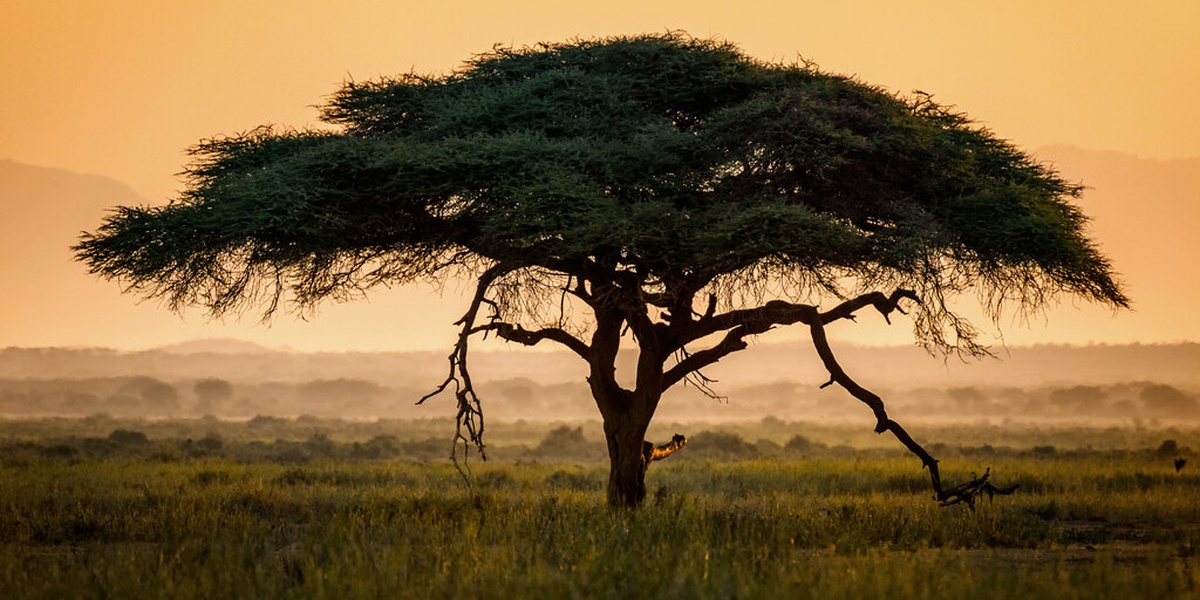 SerengetiTypes Archives - Flora Fauna Fun