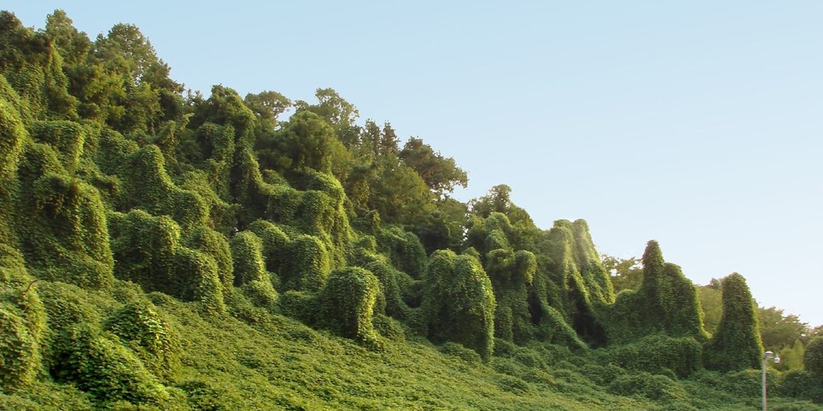 The Complete List of Invasive Species in Mississippi - Flora Fauna Fun